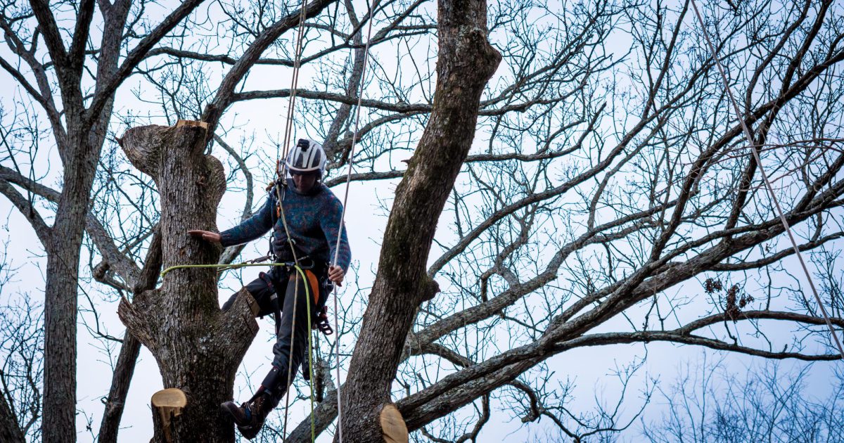 Miramar Tree Service